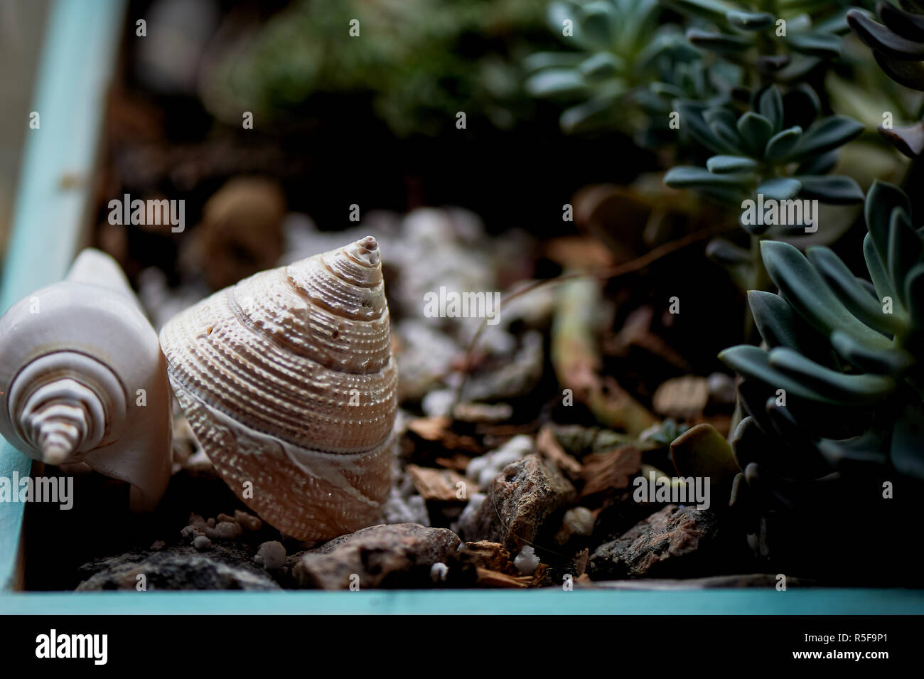 Seashells in succulents.Decoration of home pots and flower boxes Stock ...