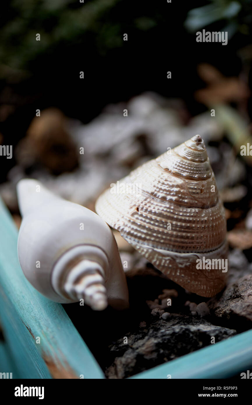 Seashells in succulents.Decoration of home pots and flower boxes Stock ...