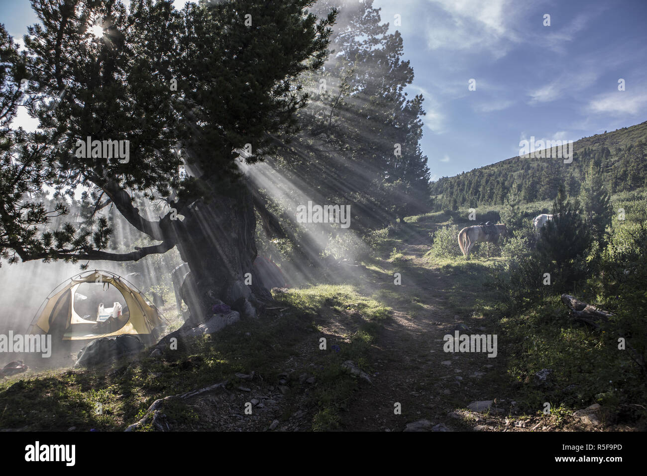 Morning sun rays in camping Stock Photo - Alamy