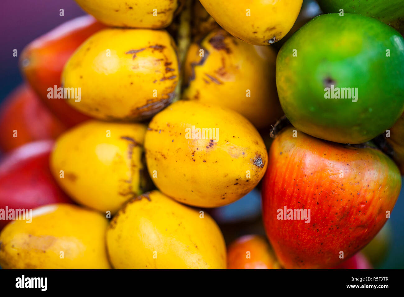 Bactris gasipaes colombia hi-res stock photography and images - Alamy