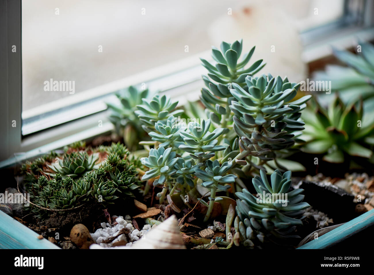 Succulents thailand hi-res stock photography and images - Alamy