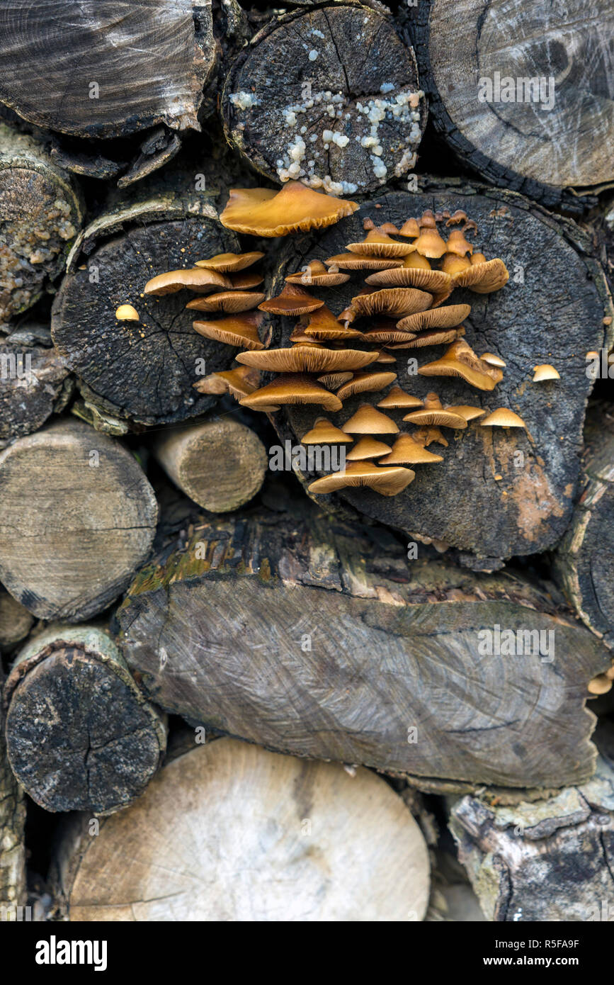 Mushrooms Growing in Tree Trunk Stock Photo - Alamy