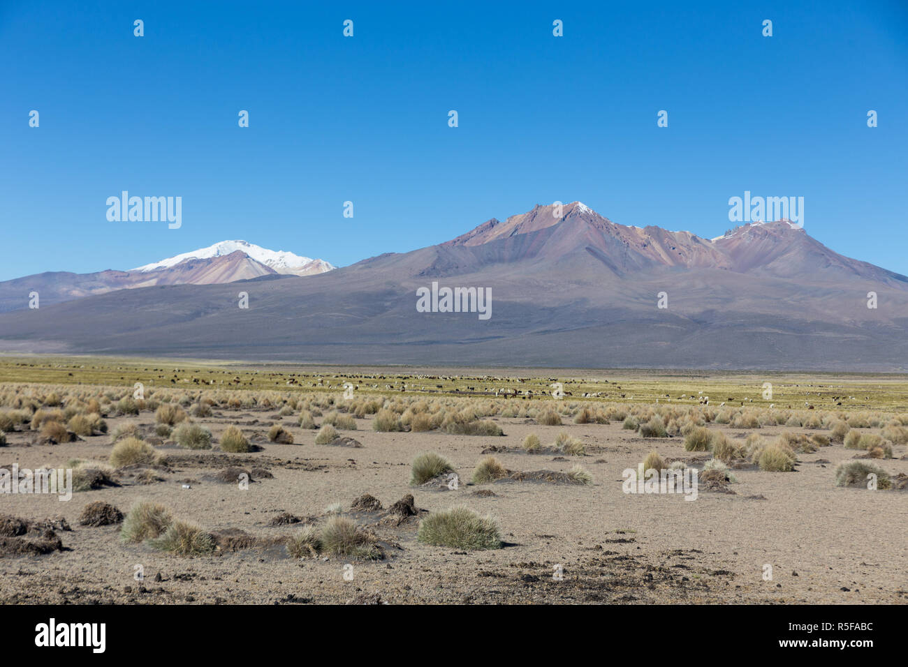 High Andean tundra landscape in the mountains of the Andes. The weather ...