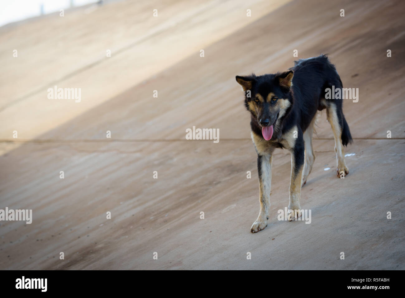 Dogs kashmir hi-res stock photography and images - Alamy