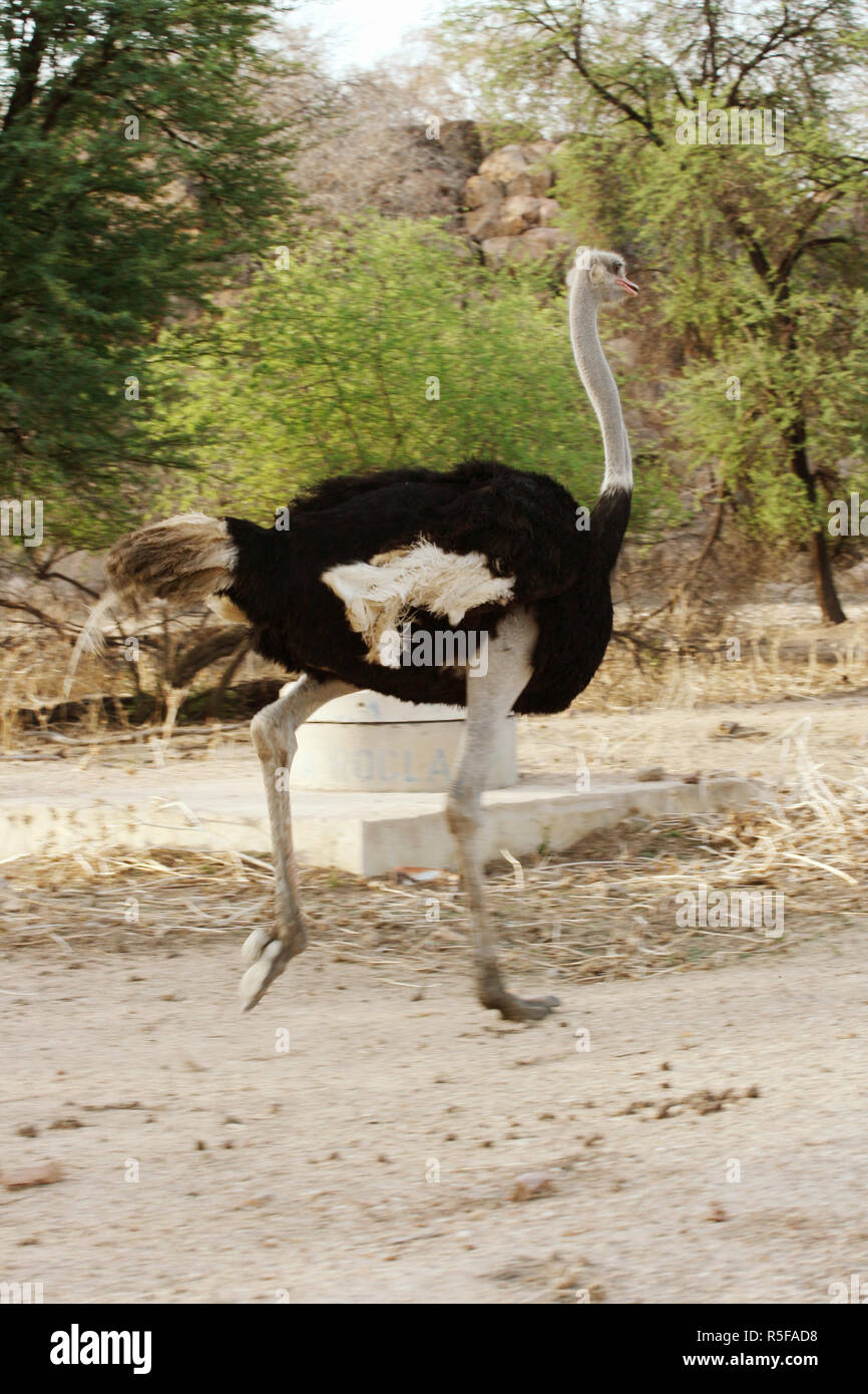 Ostriches running hi-res stock photography and images - Alamy