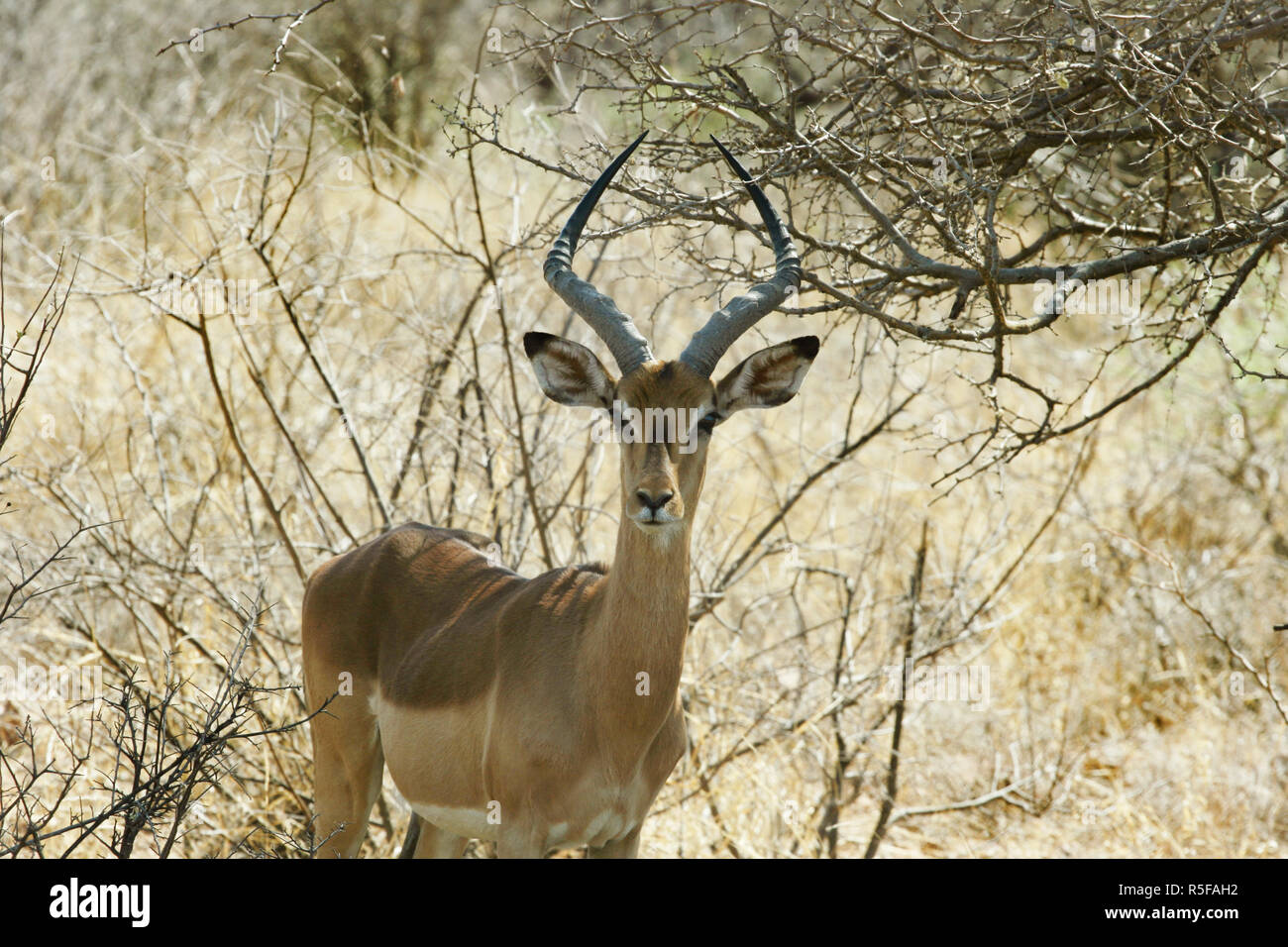 Cute impala hi-res stock photography and images - Alamy