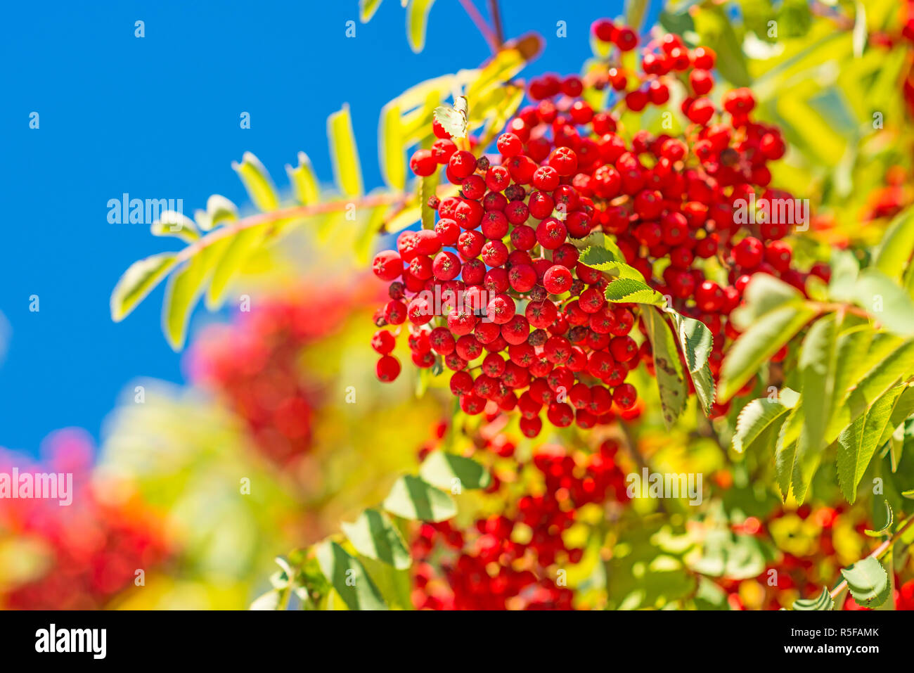 rowanberry,sorbus aucuparia l Stock Photo - Alamy