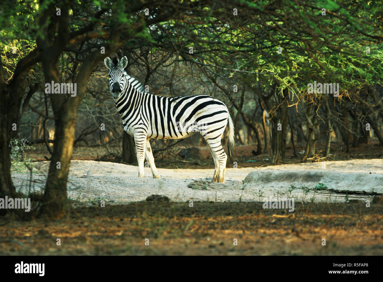 Zebra walking in the wild in Africa Stock Photo - Alamy