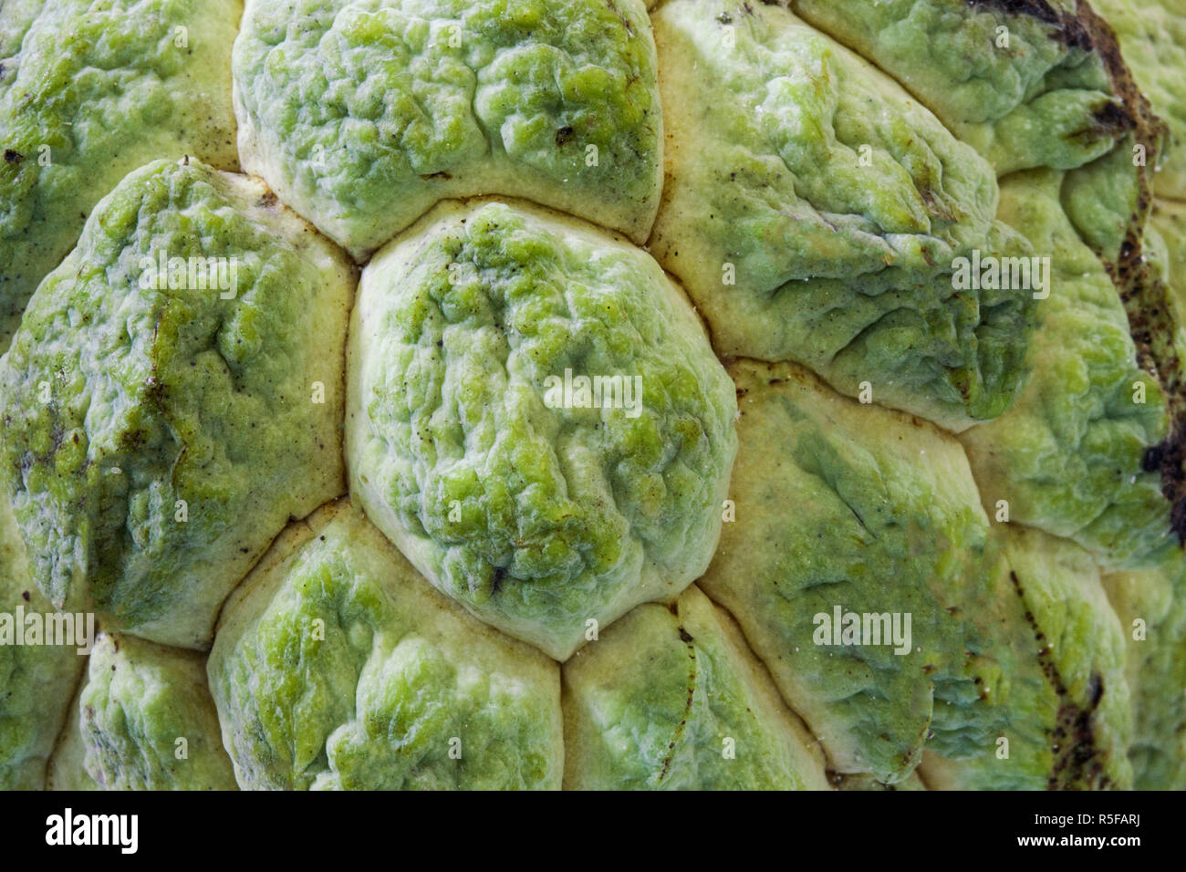 sugar apple fruit tropical round healthy green color Stock Photo - Alamy