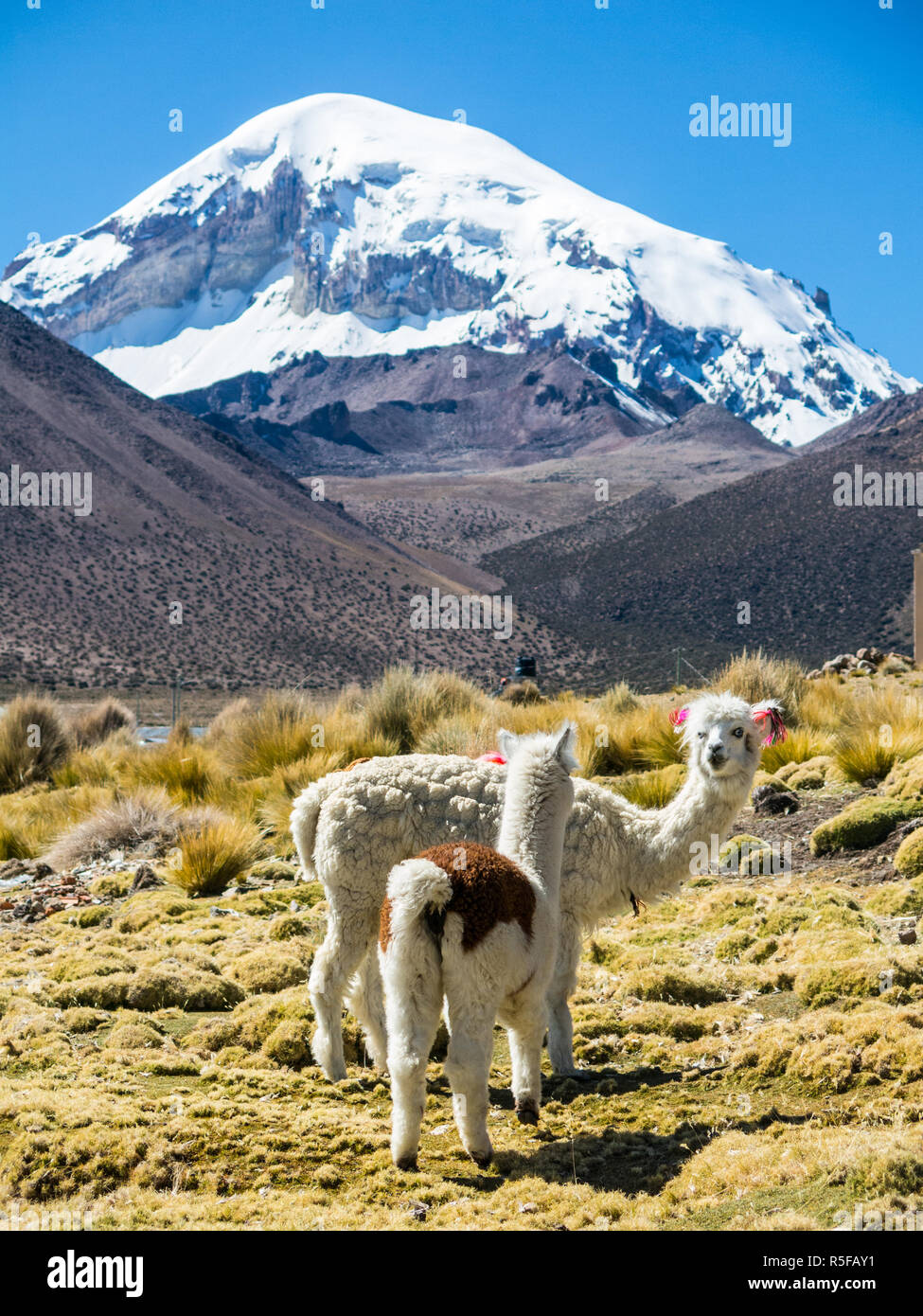 Llamas and alpacas graze in the mountains with Mount Sajama behind ...