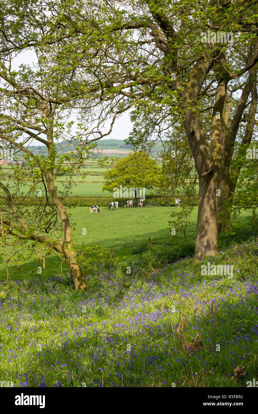 Cows grazing lush spring grass at Newton under Roseberry, North ...