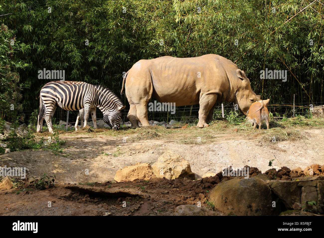 an animal goat in a zoo Stock Photo - Alamy