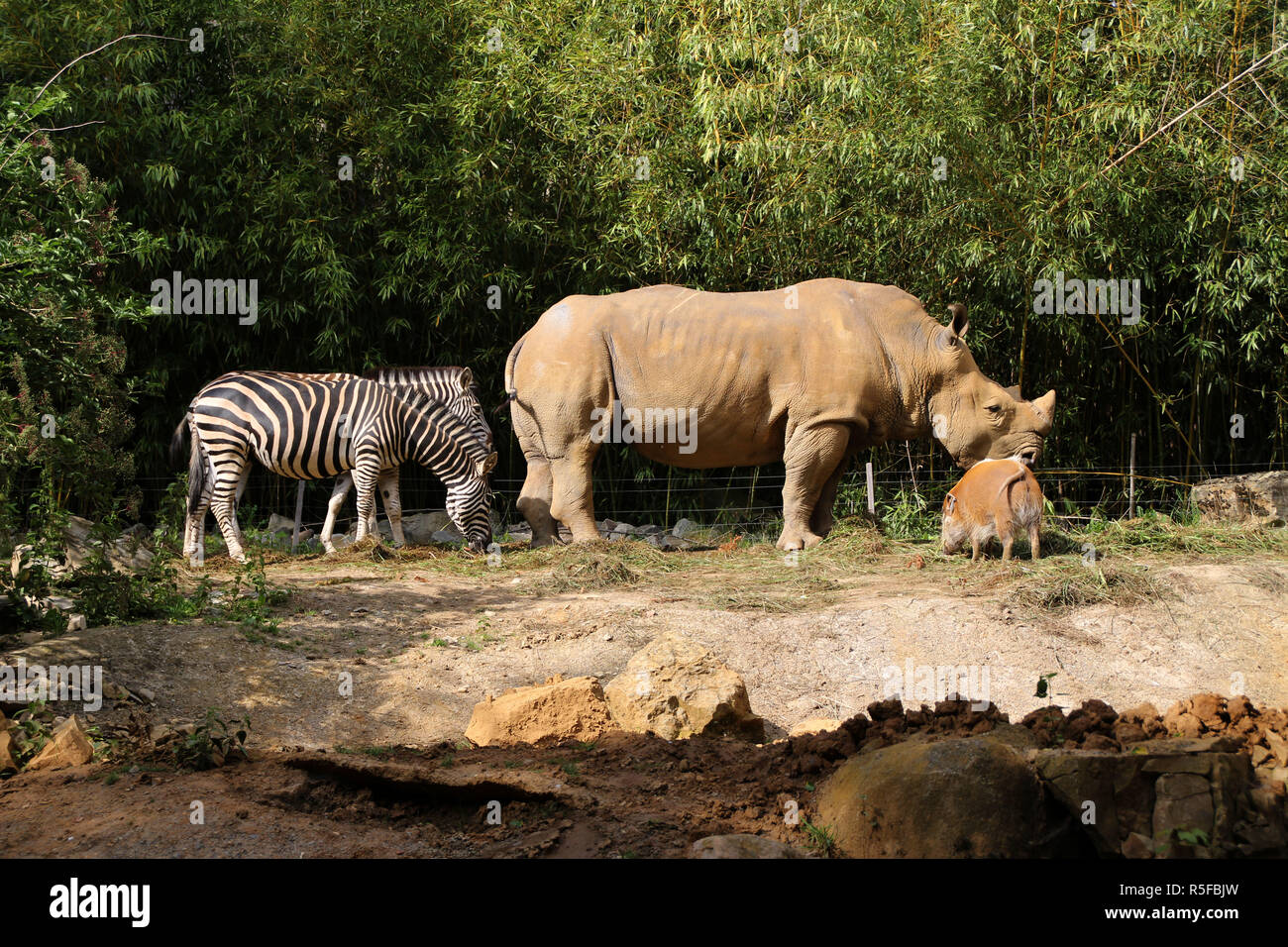 an animal goat in a zoo Stock Photo - Alamy