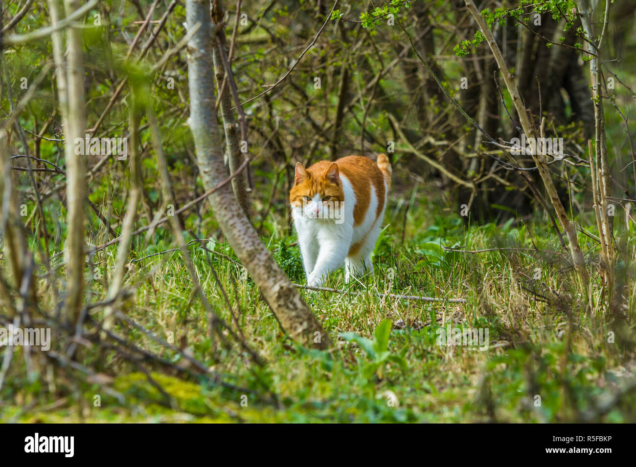 Roaming cat hi-res stock photography and images - Alamy