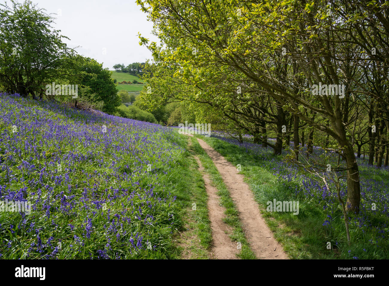Path through bluebells at Roseberry Topping in the North York Moors ...