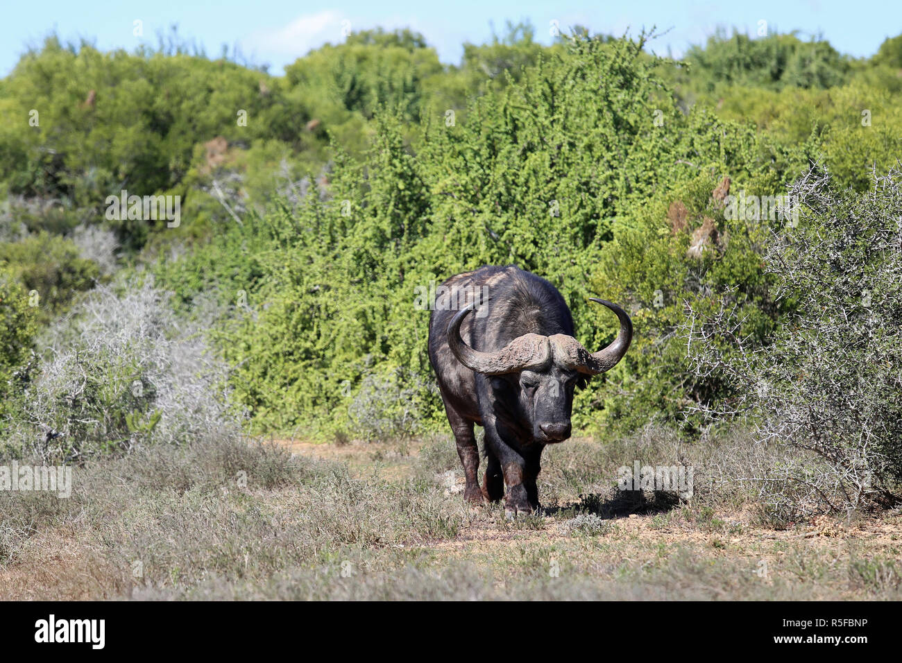 buffalo in the bush,south africa Stock Photo - Alamy