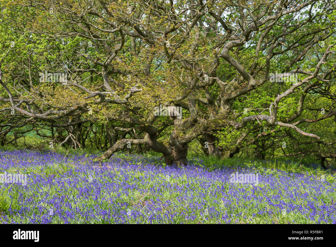 Bluebells flowering beneath the branches of an old English Oak tree ...