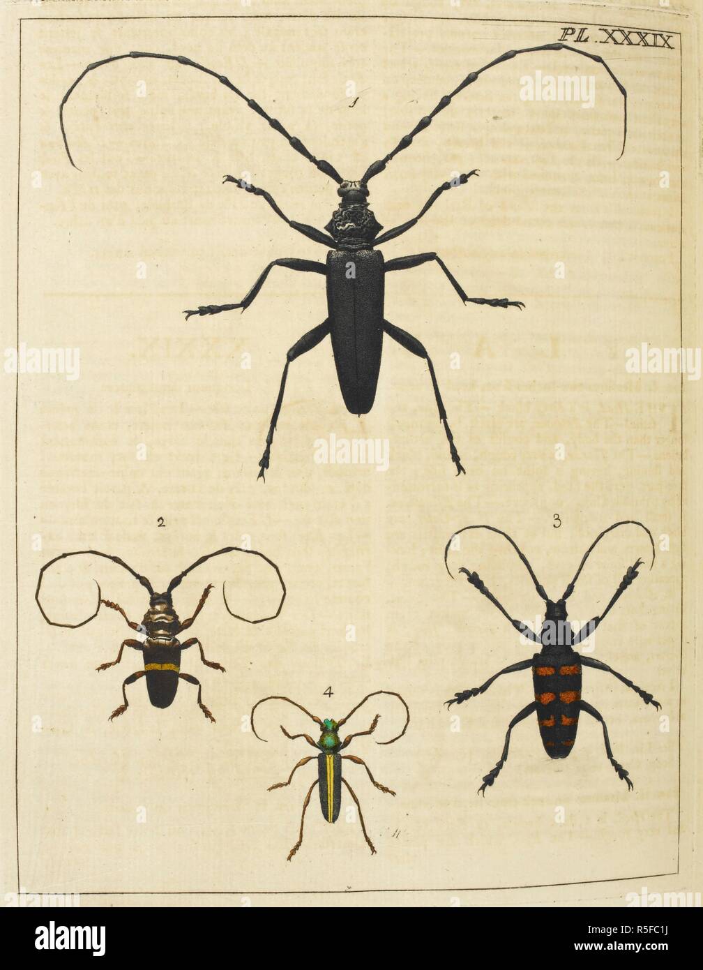 Insects: Beetles. Illustrations of Natural History; wherein are ...
