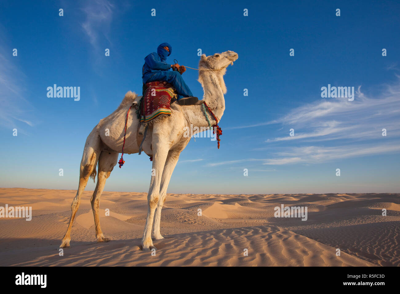 Tunisia, Sahara Desert, Douz, Great Dune, rider and camel, NR Stock ...