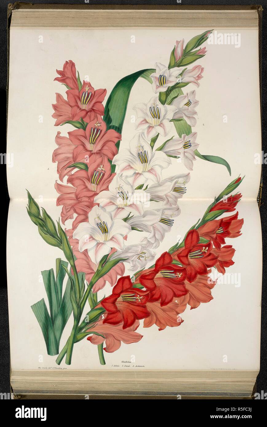 Gladiolus Gandavensis. Sometimes called the 'Sword lily', but usually ...