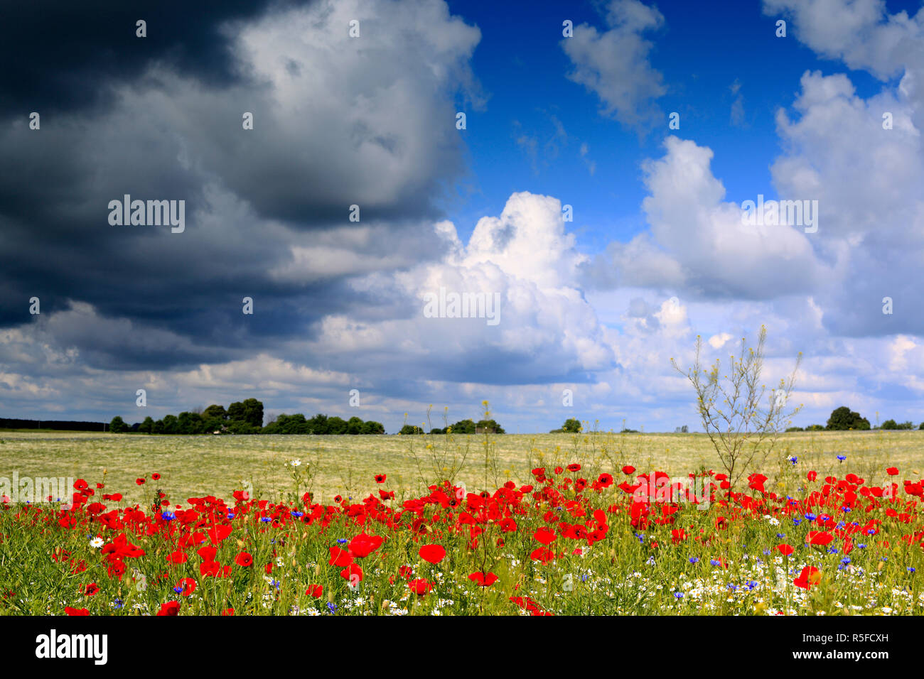 Vladimir volynsky hi-res stock photography and images - Alamy