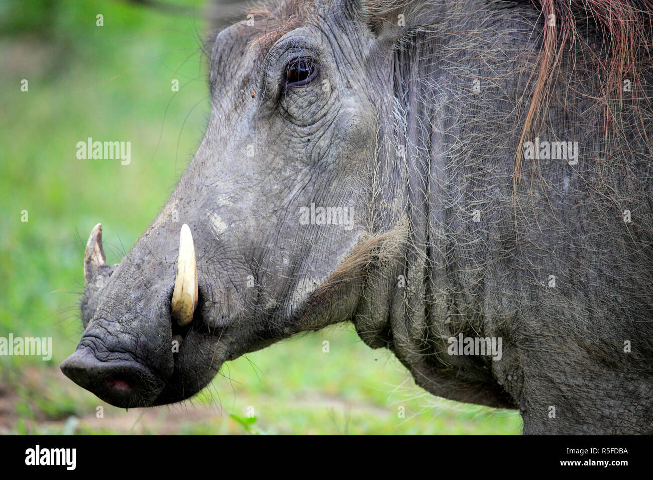 Common Warthog (Phacochoerus africanus), Queen Elizabeth National Park ...
