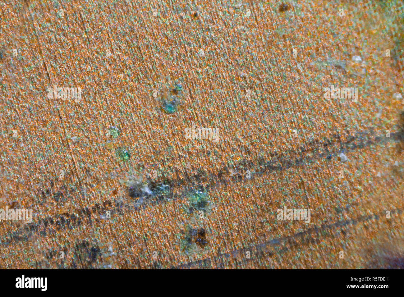 NFC chip under the microscope Stock Photo - Alamy