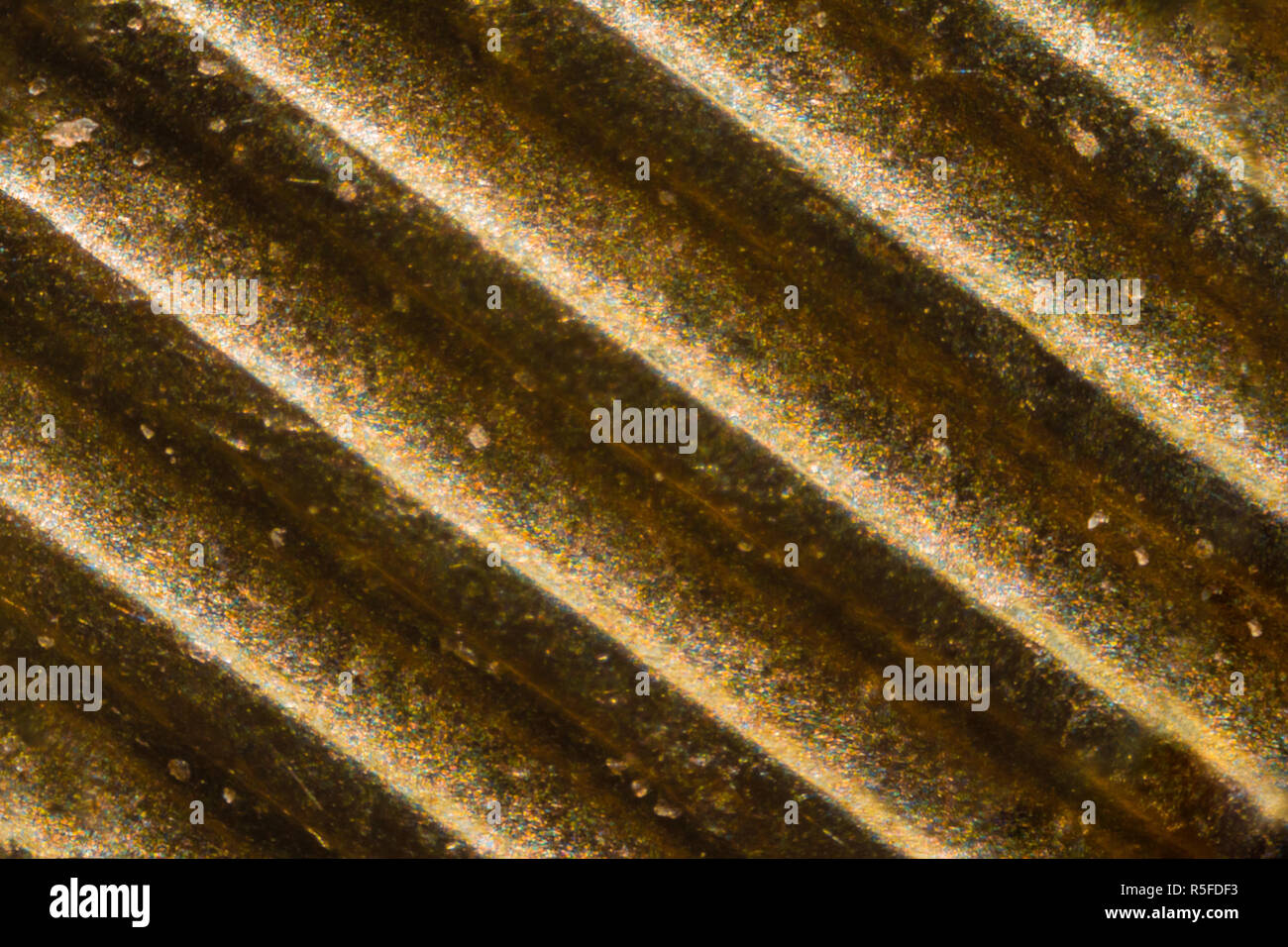 Israeli 10 Agorot coin under the microscope Stock Photo - Alamy