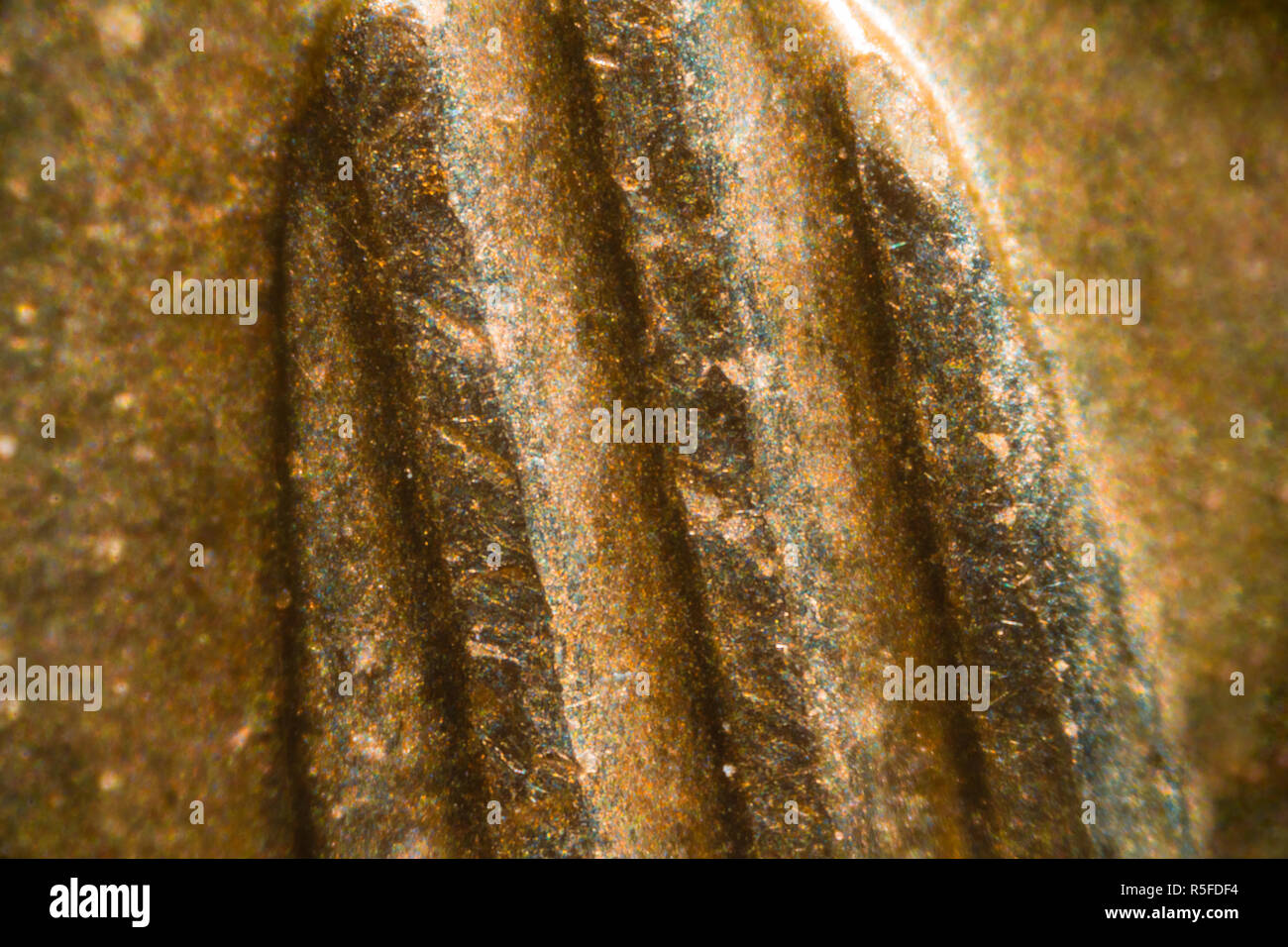 Israeli 10 Agorot coin under the microscope Stock Photo - Alamy