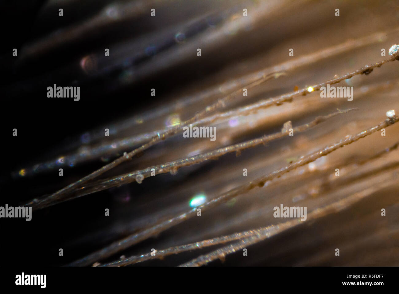 Dust Particles Under Microscope