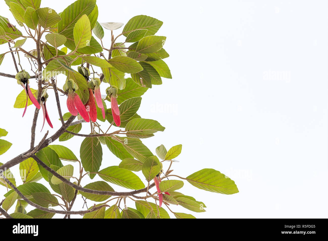 Dipterocarpus alatus tree Stock Photo - Alamy