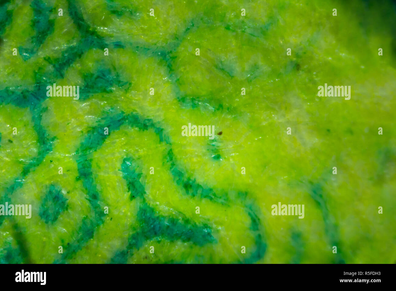 Microscopic view of paper hi-res stock photography and images - Alamy