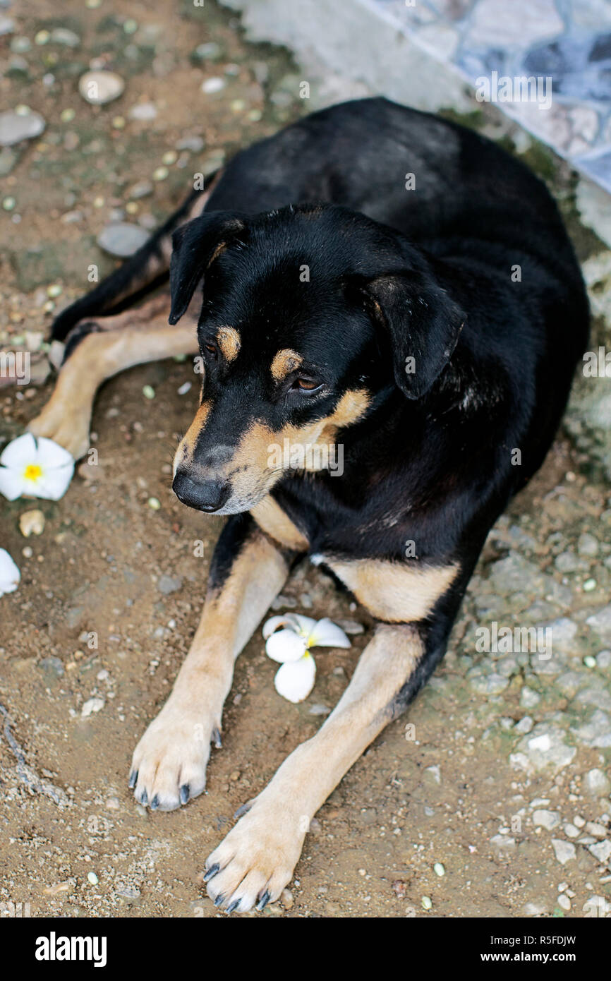 mutt dog sad lying down Stock Photo - Alamy