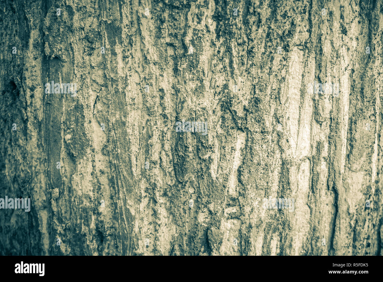 wood jati texture with black and white color taken in central java ...