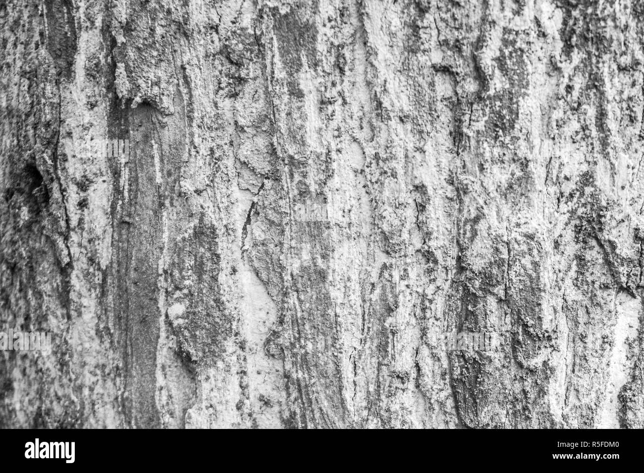 wood jati texture with black and white color taken in central java ...