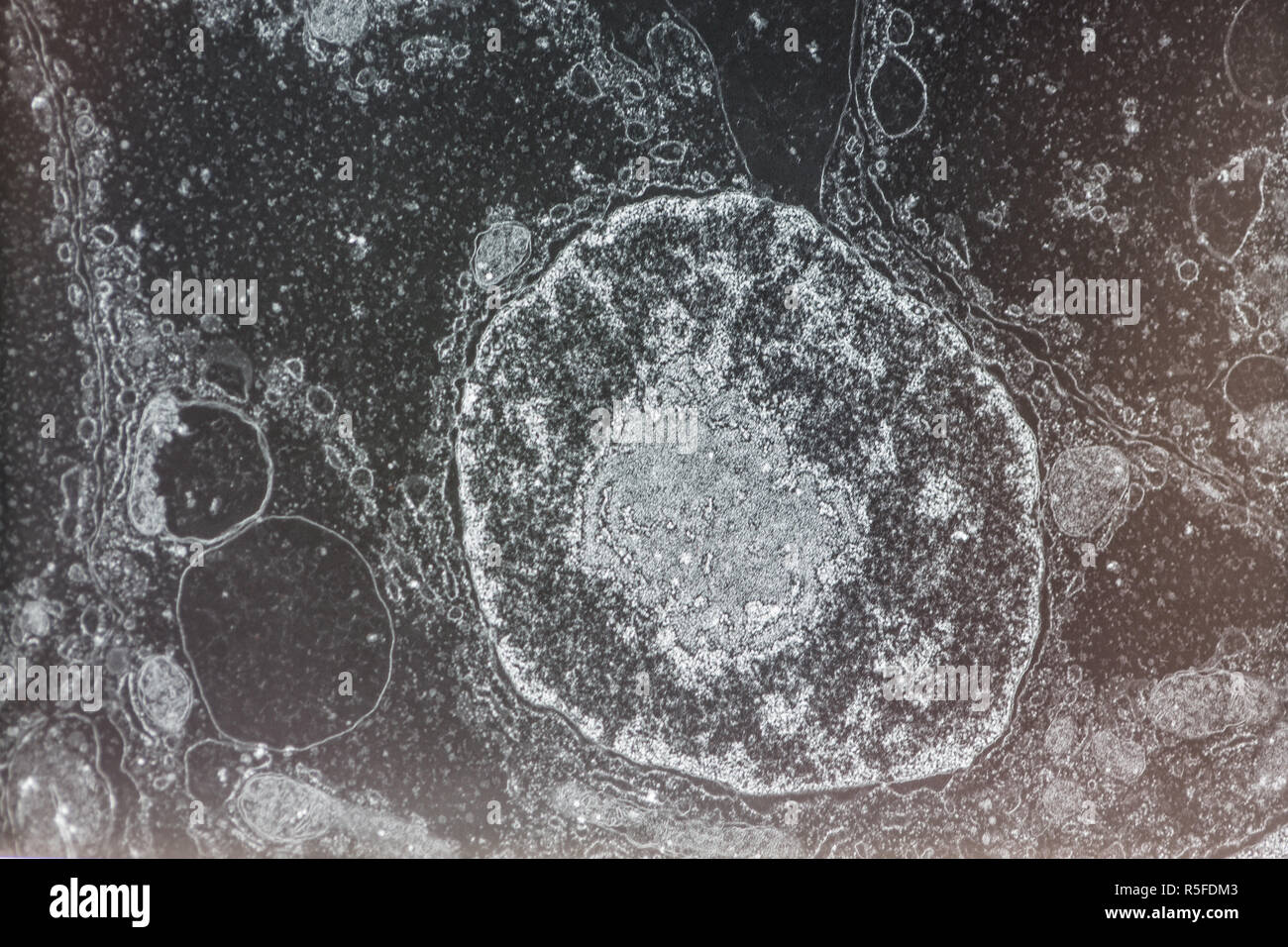 Membrane cell microscopy hi-res stock photography and images - Alamy