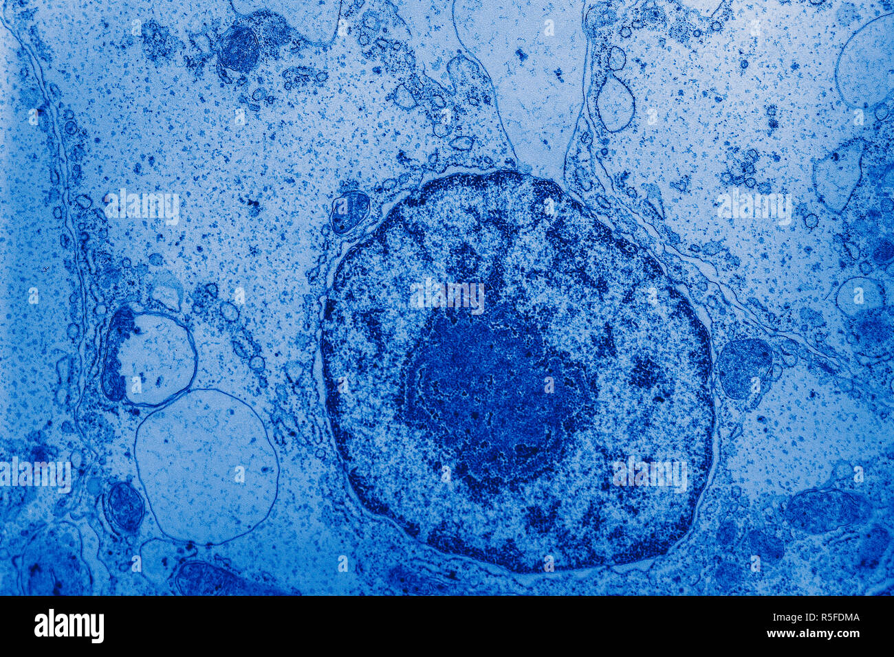 Membrane cell microscopy hi-res stock photography and images - Alamy