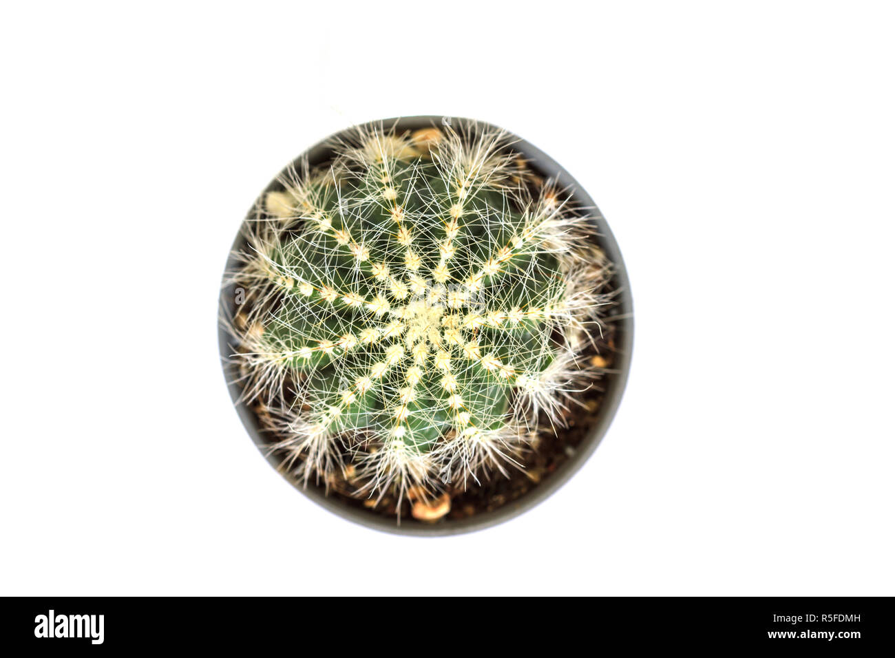 Cactus isolated on white background Stock Photo - Alamy