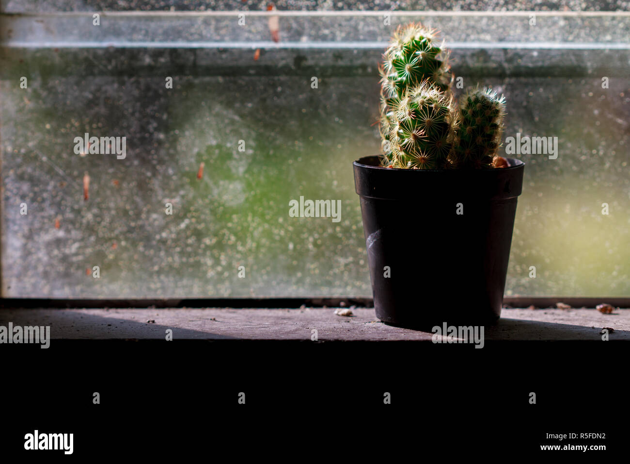 abstract background cactus on window Stock Photo - Alamy