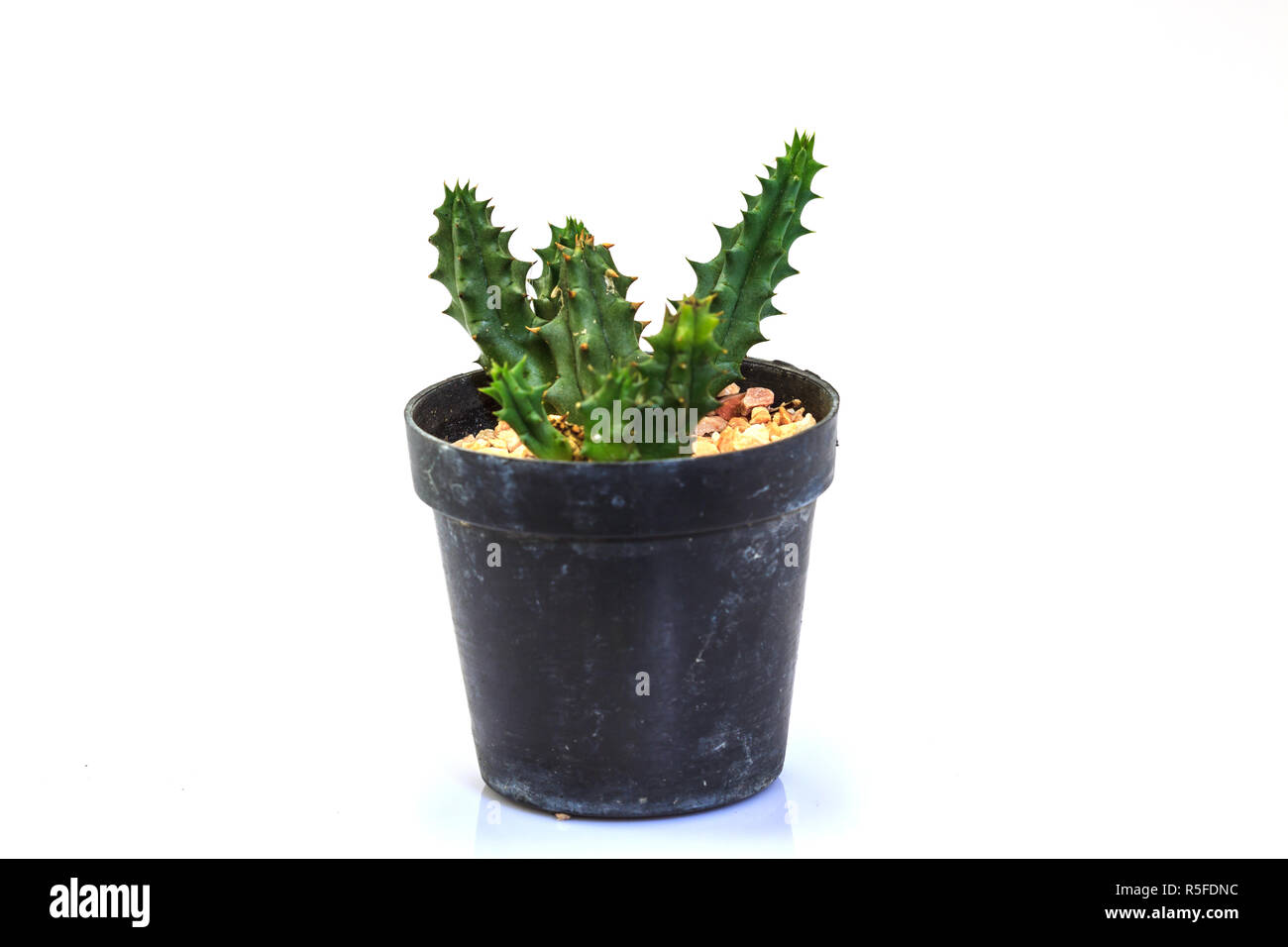 Cactus isolated on white background Stock Photo - Alamy