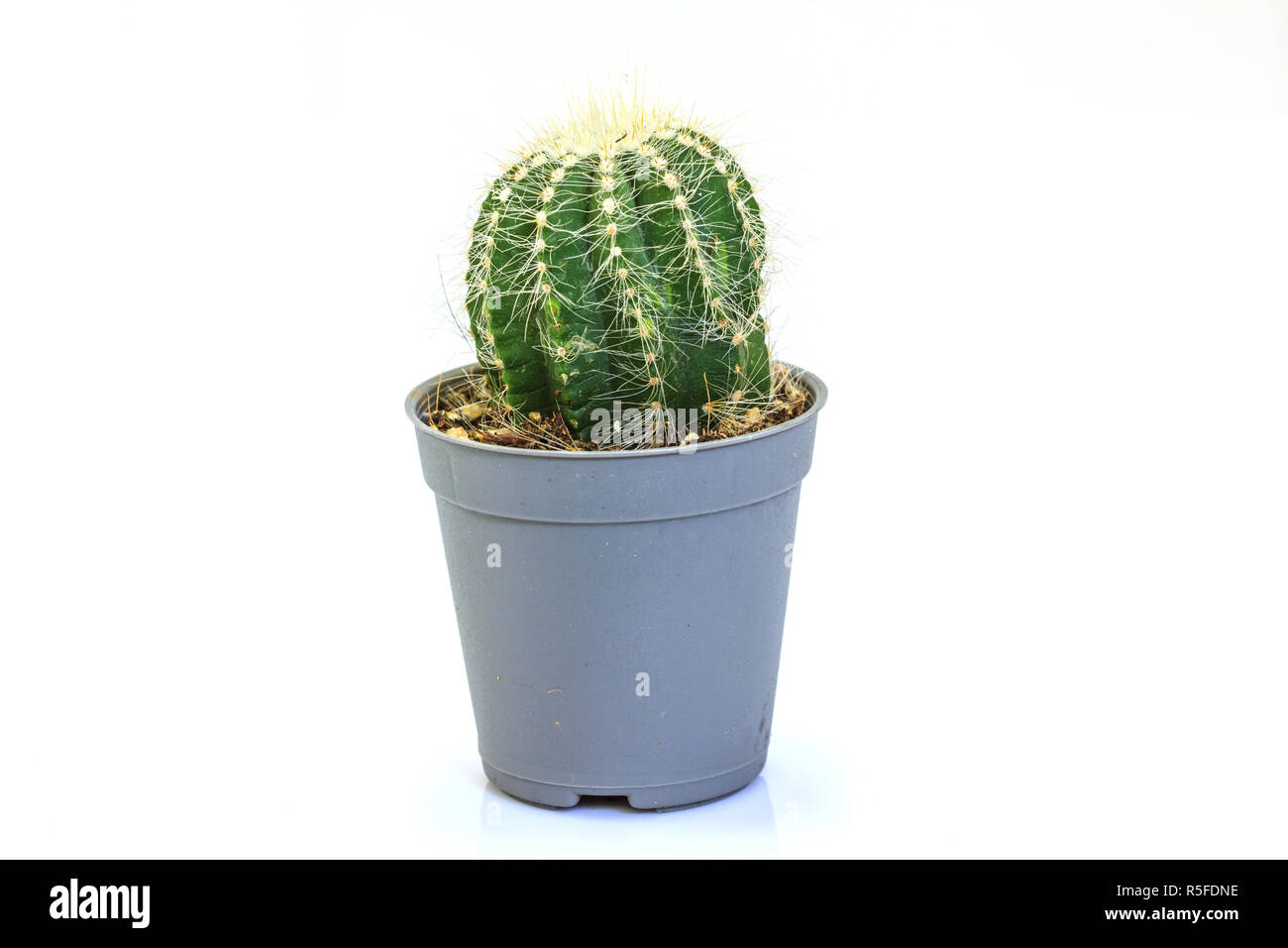 Cactus isolated on white background Stock Photo - Alamy
