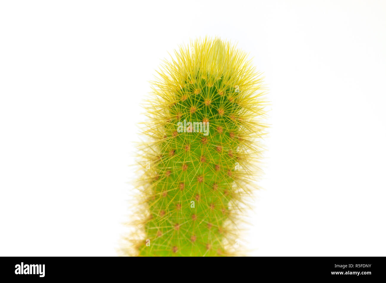 Cactus isolated on white background Stock Photo - Alamy