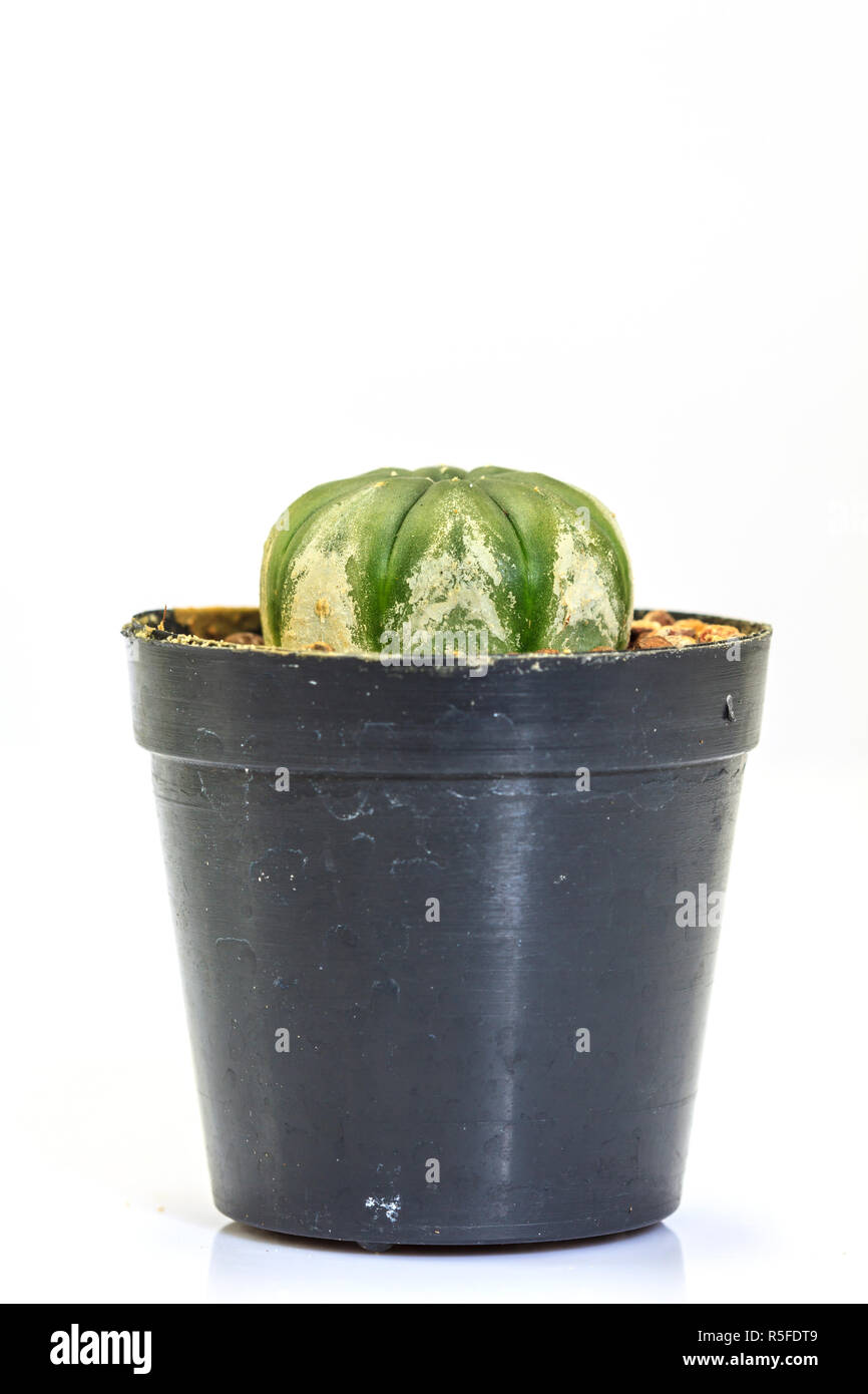 Dried flower of cactus Cut Out Stock Images & Pictures - Alamy