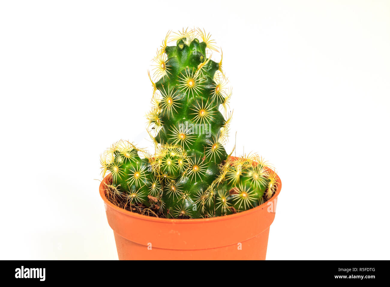 Cactus isolated on white background Stock Photo - Alamy