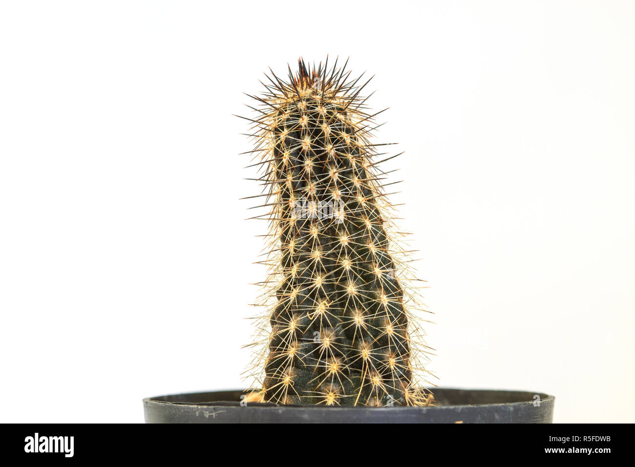 Cactus isolated on white background Stock Photo - Alamy