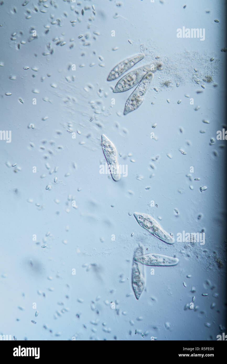 Ciliaten hi-res stock photography and images - Alamy