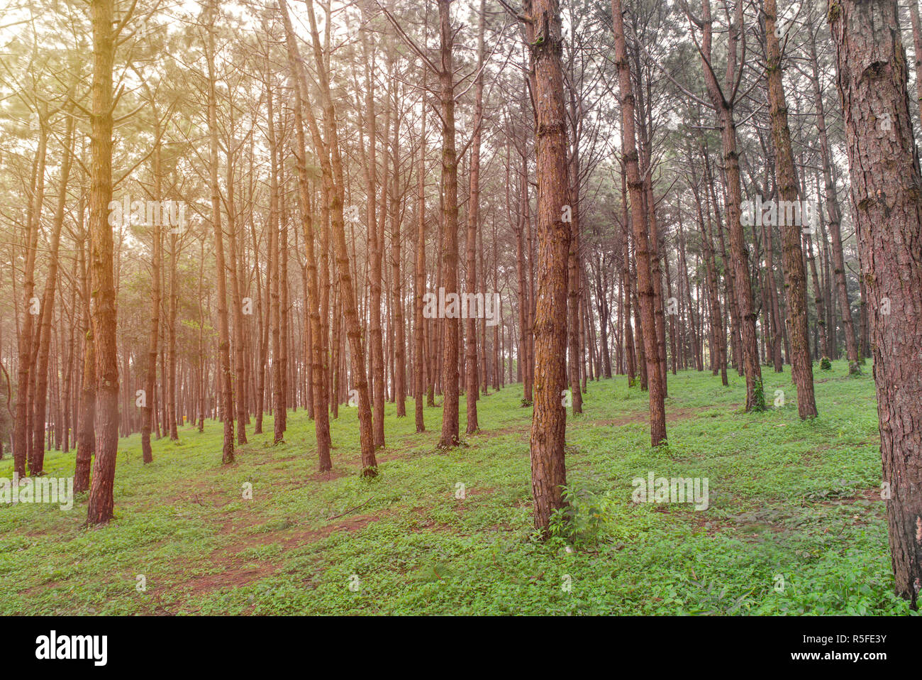 trunks of tall old trees in a pine forest Stock Photo - Alamy
