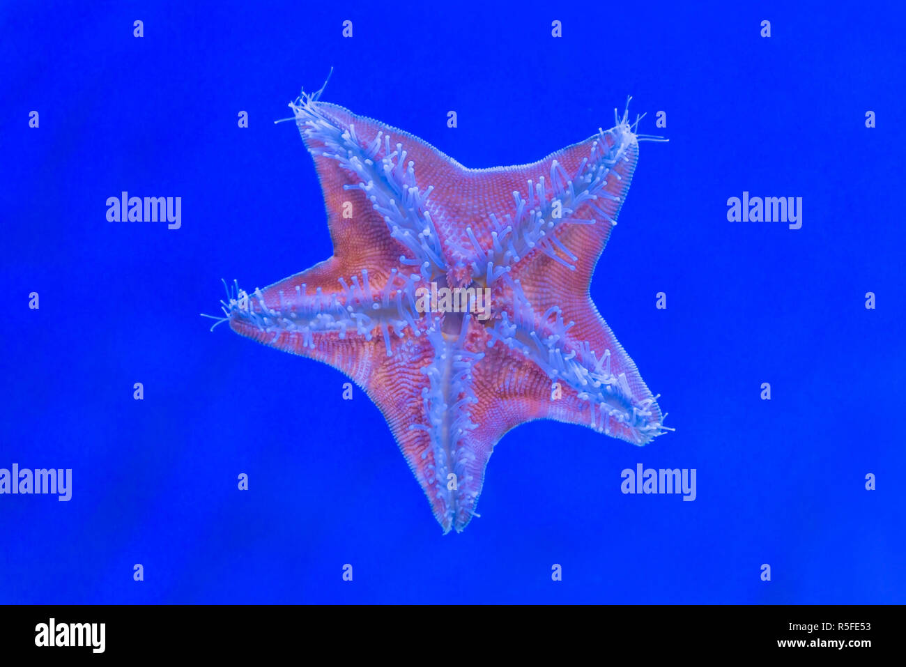 blue star fish in underwater at aquarium Stock Photo - Alamy