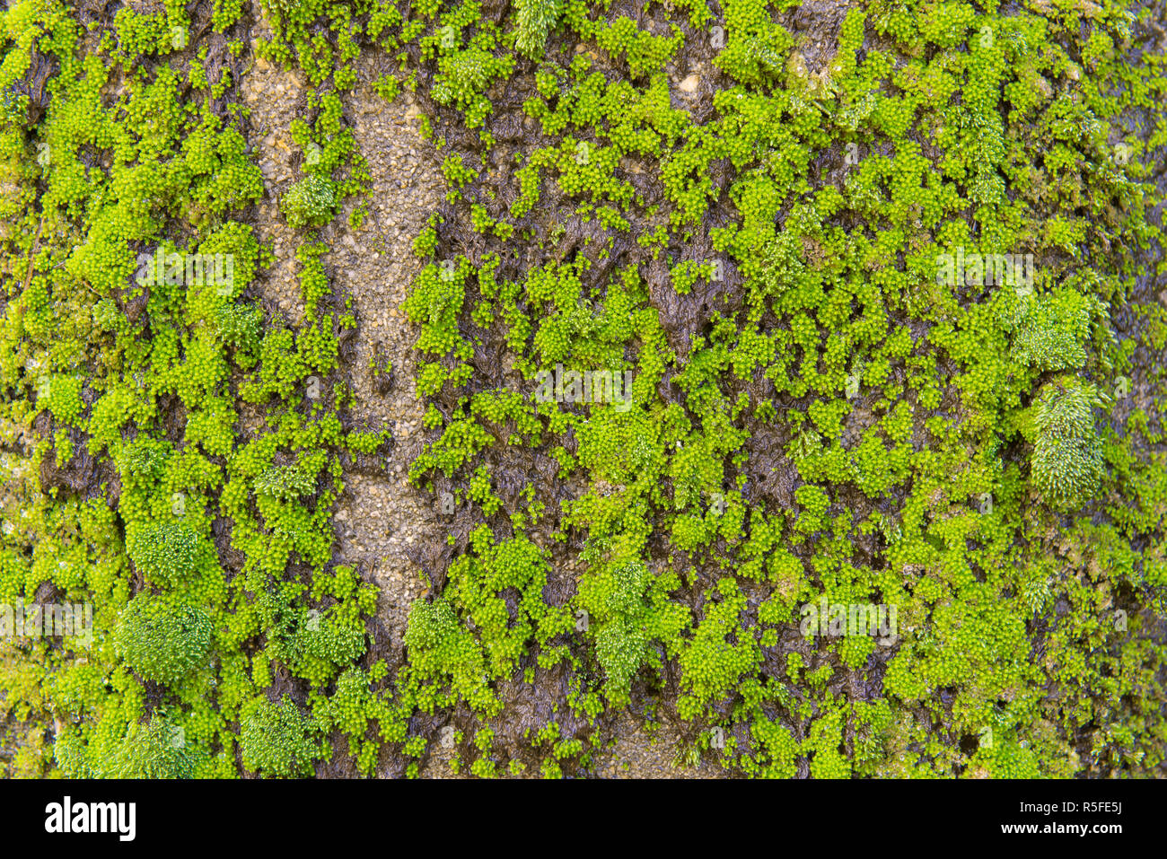 Overgrown plant life hi-res stock photography and images - Alamy