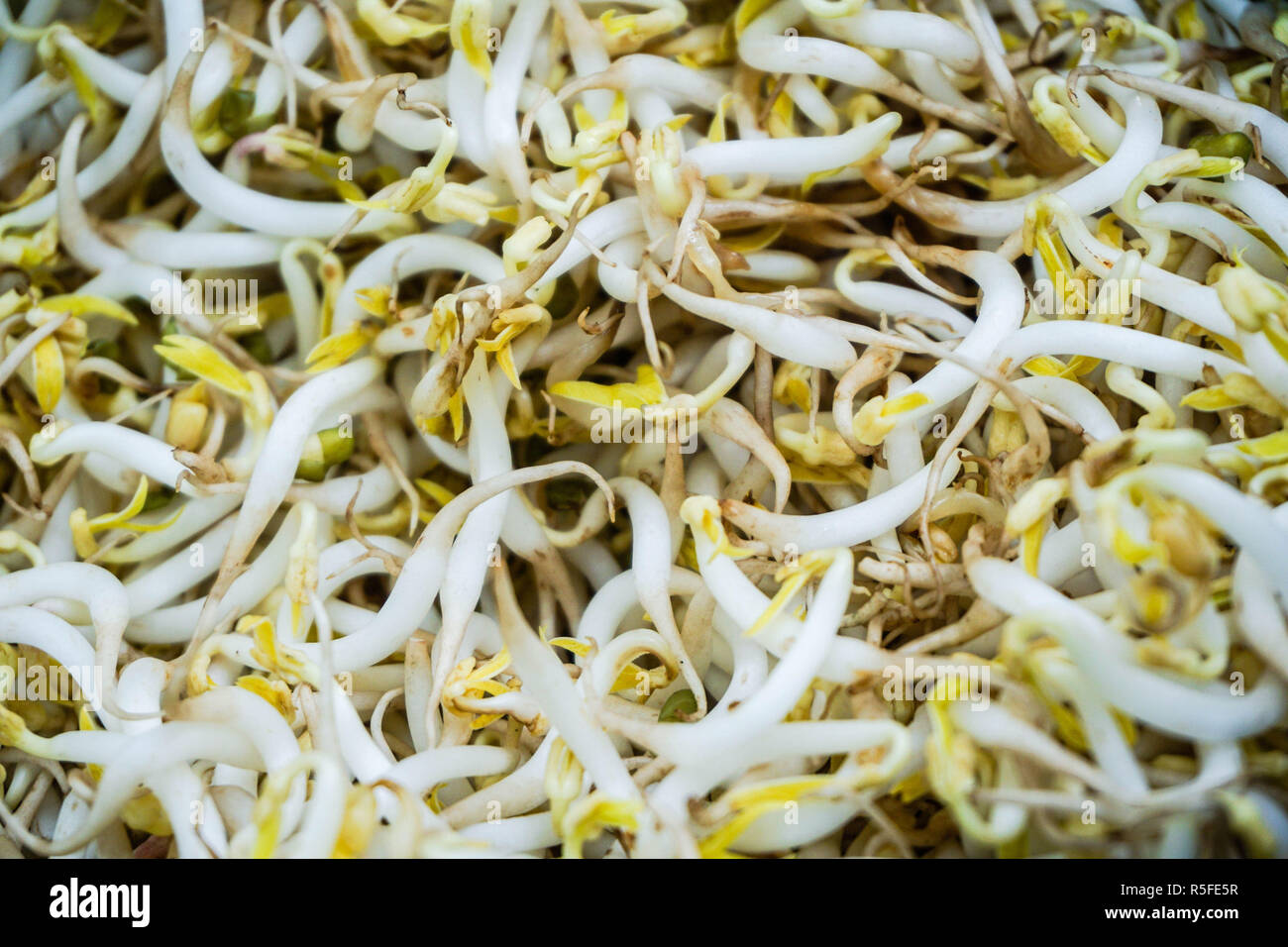 bean sprouts closed up with white and green color food Stock Photo - Alamy